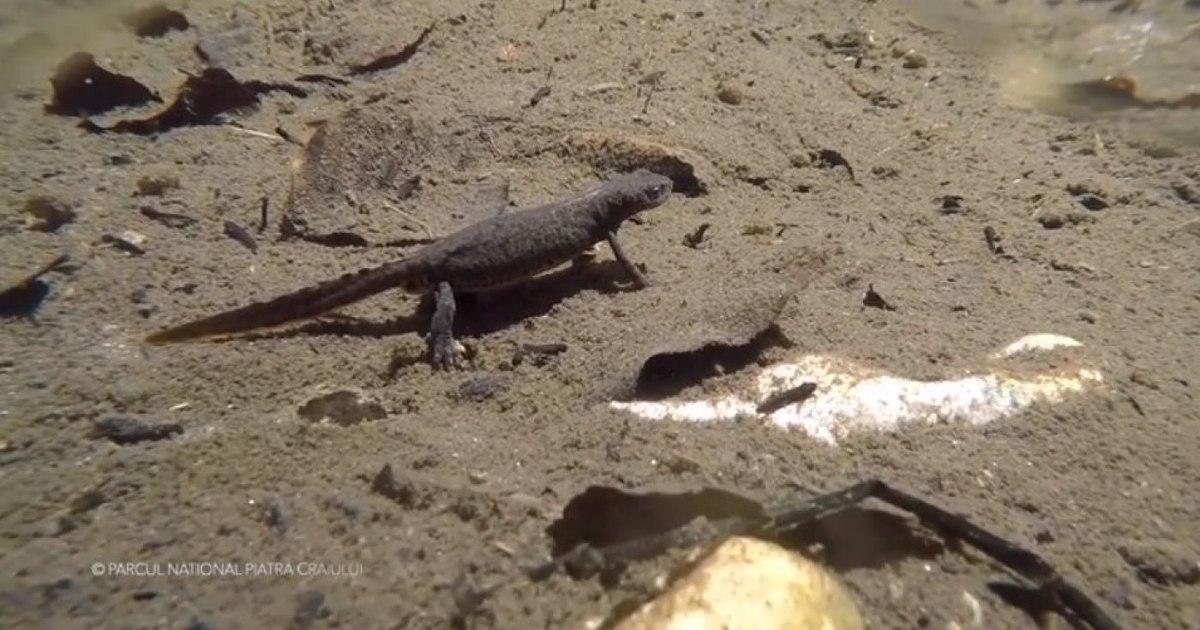 Imagini impresionante cu tritoni în apele Parcului Naţional Piatra ...