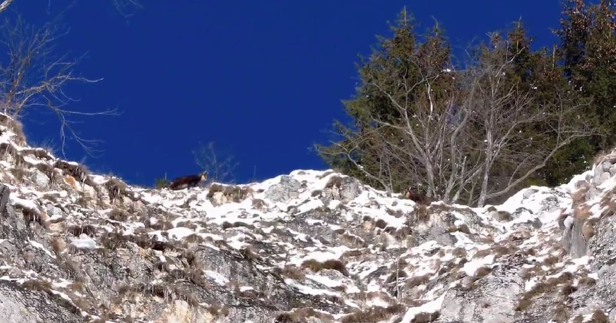 Capre negre în Prăpăstiile Zărneștiului din Piatra Craiului. De ce ...