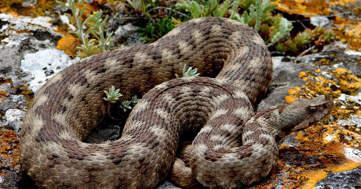 Viperele un pericol pentru zona turistică Clisura Dunării | adevarul.ro