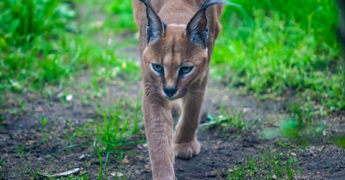 Imagini rare cu un râs într-o pădure din Caraș-Severin. Animalul ...
