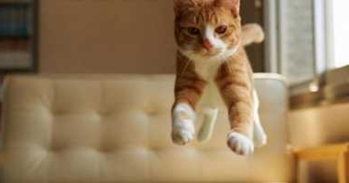 Cele mai bune bancuri cu animale. Ce fac pisicile care ştiu limbi ...