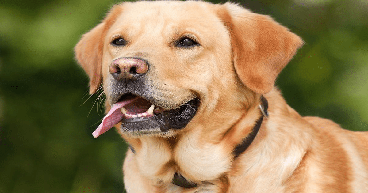 15 curiozităţi despre câini