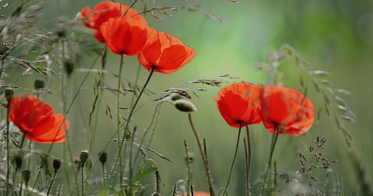 Curiozităţi despre florile de mac
