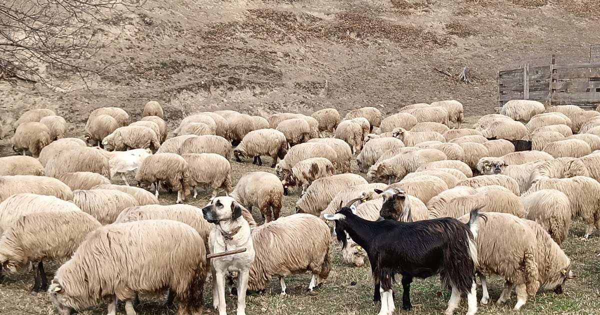 Fermierii români vor avea accesul facilitat la fondurile FEADR pentru ...