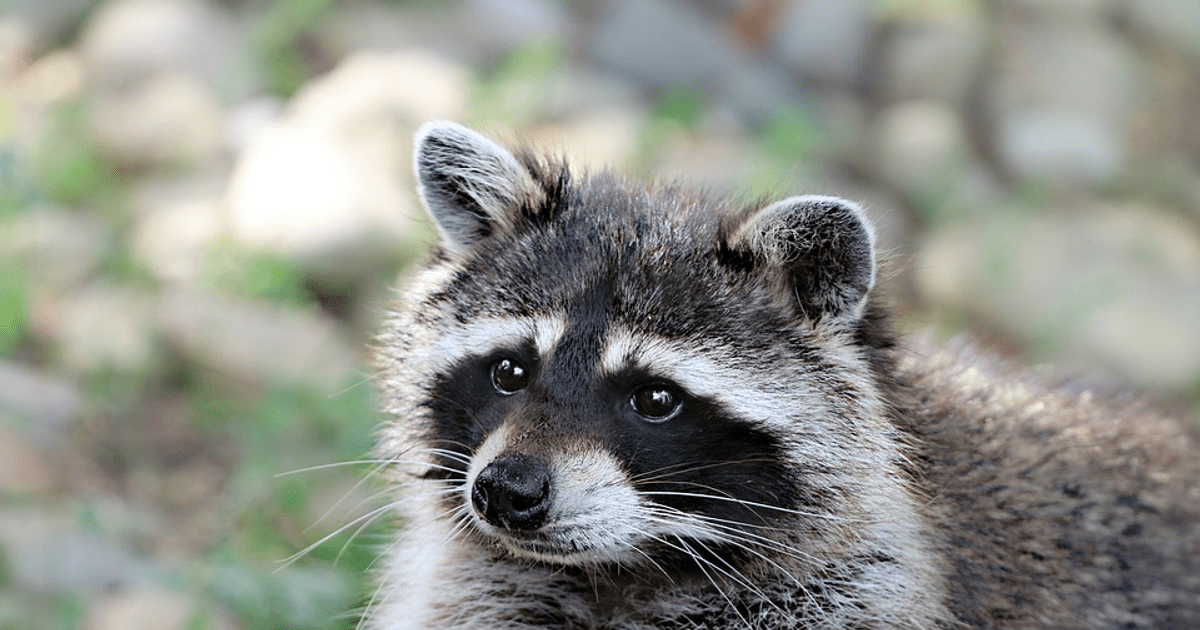 Ratonul, descurcăreţul cu mască neagră