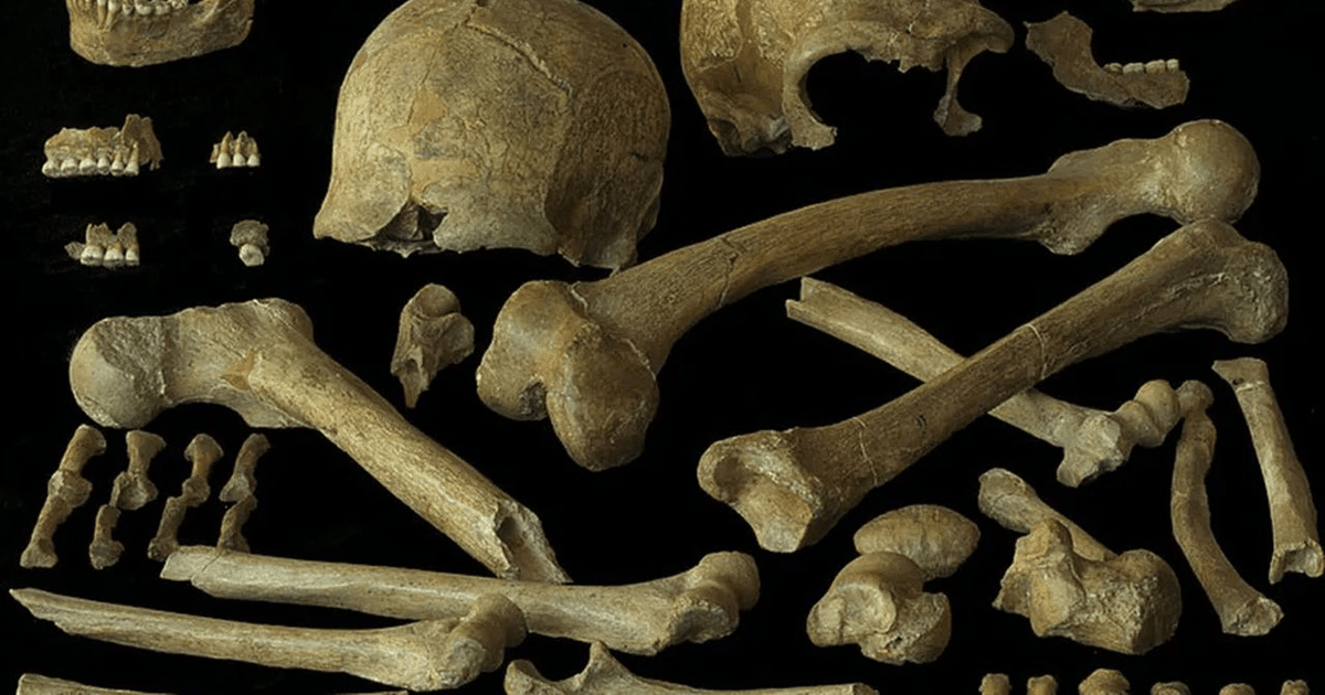 Diversitatea remarcabilă a ultimilor neanderthalieni contrazice cea mai ...