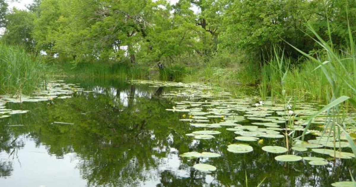 VIDEO Sute de hectare din Delta Dunării desecate de comunişti vor fi ...