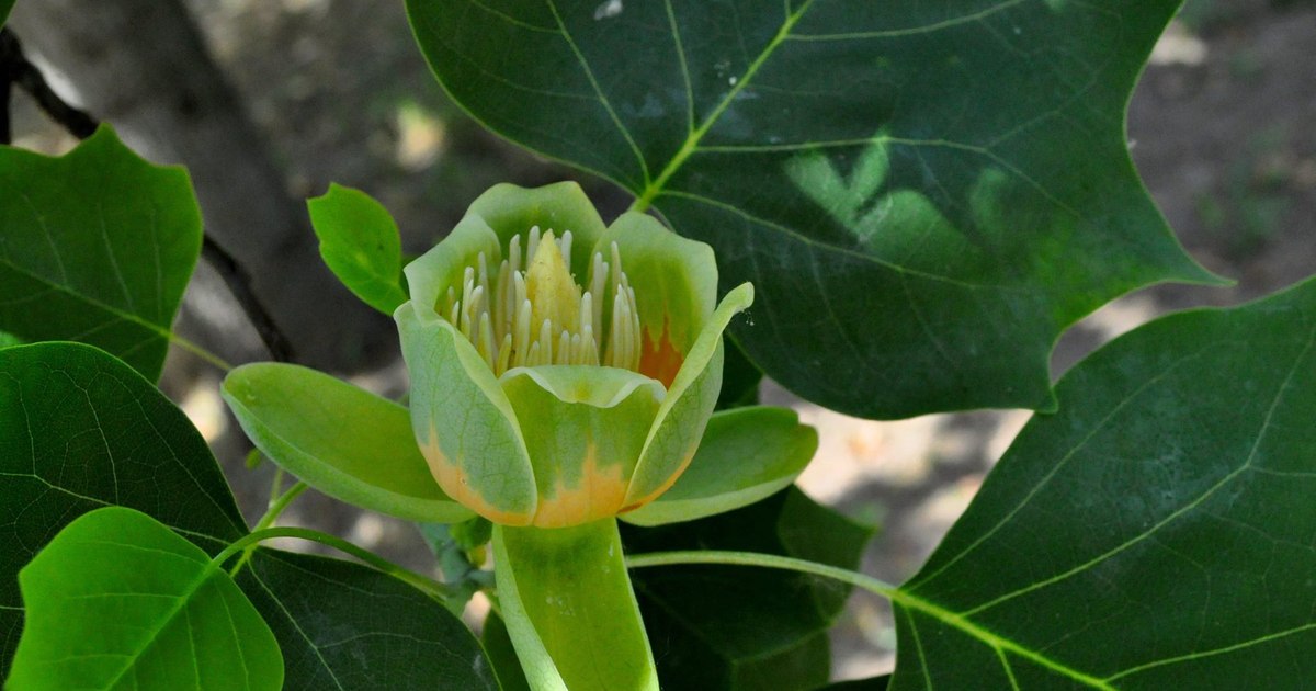 „Copacul cu lalele” a înflorit și oferă imagini de vis la Grădina ...