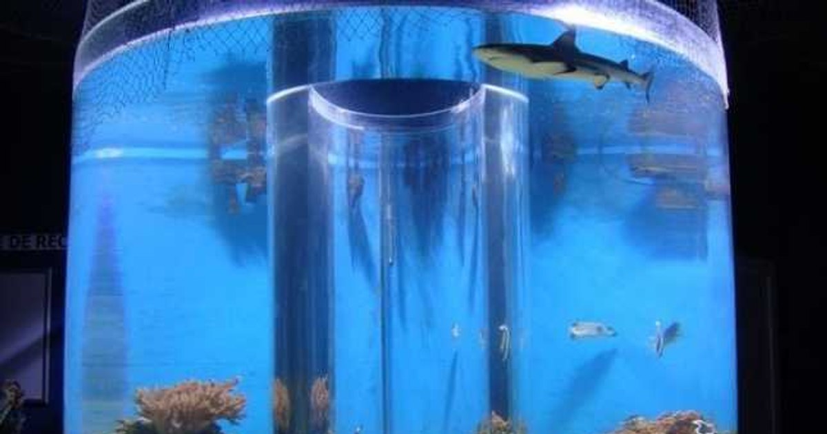 Singurul rechin de la acvariul din Tulcea a murit din cauze încă ...