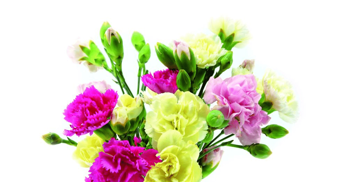 Garoafa, o floare delicată