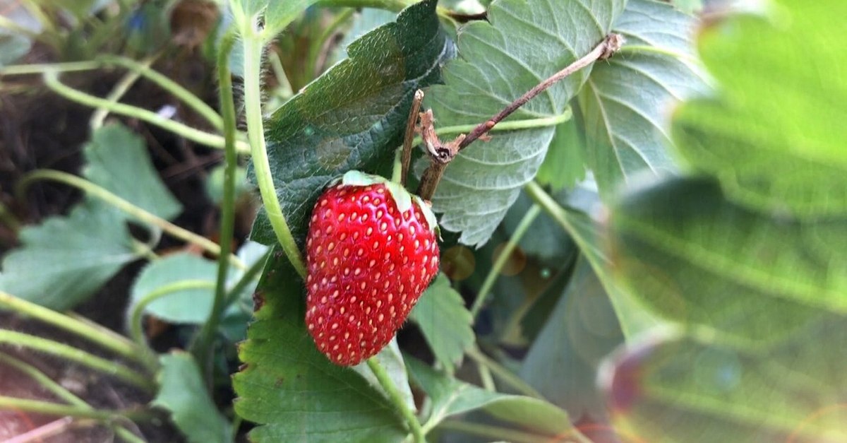 Ce trebuie să pui la rădăcina căpșunilor din grădină, ca să ai fructe ...