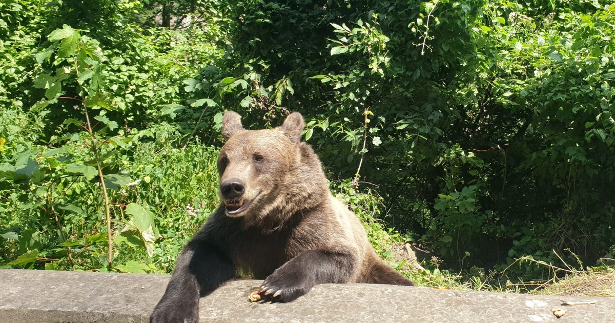 Cum să ne ferim de urși pe traseele montane. Recomandările jandarmilor ...