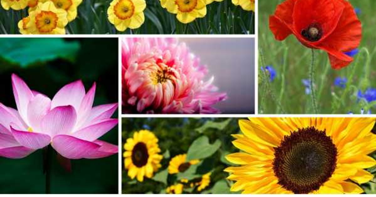 Cinci flori cu o istorie fascinantă. Planta simbol al sacrificiului ...