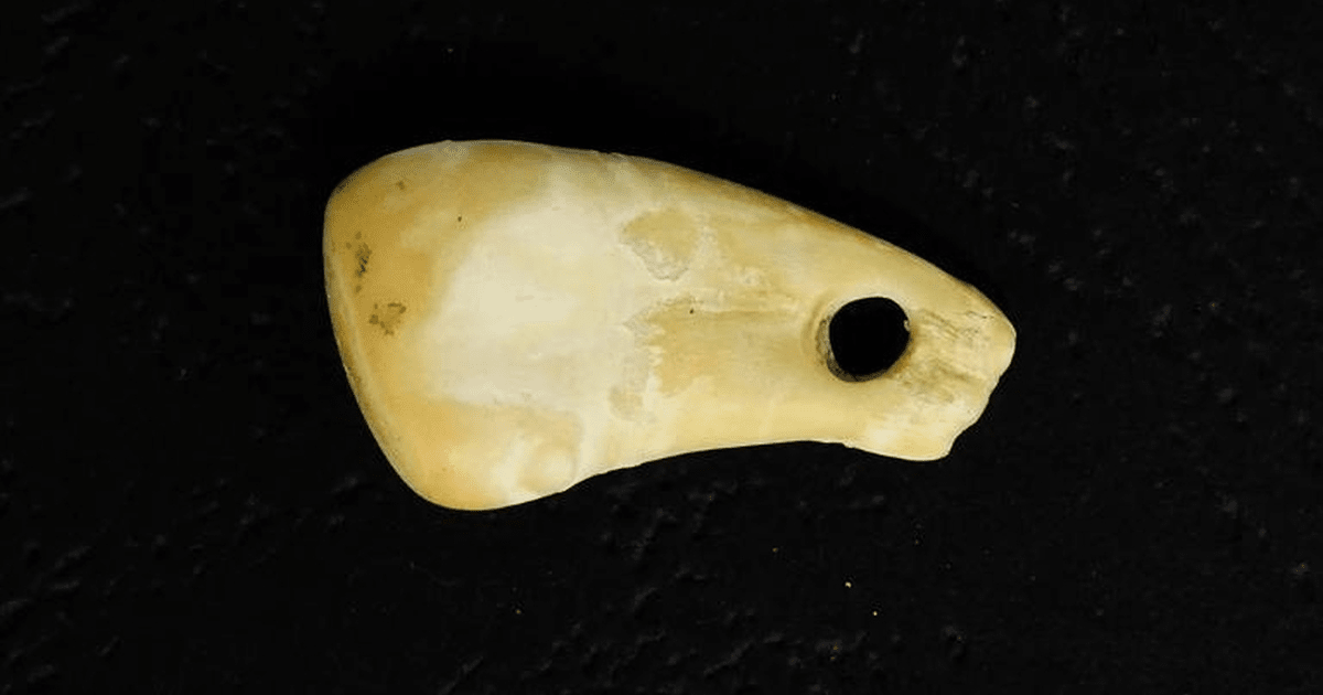 ADN-ul unei femei, extras dintr-un dinte de cerb vechi de 20.000 de ani