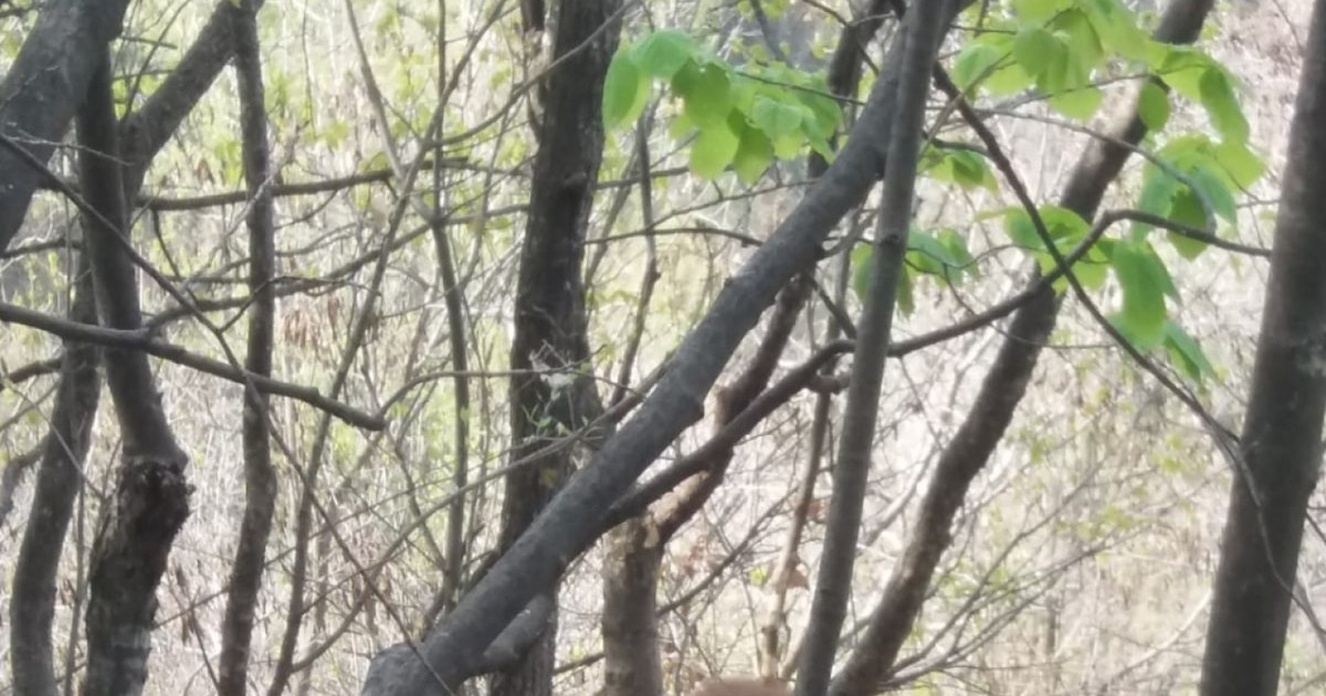 VIDEO Imagini impresionante cu un pui de urs prins într-un laţ. Cum s-a ...