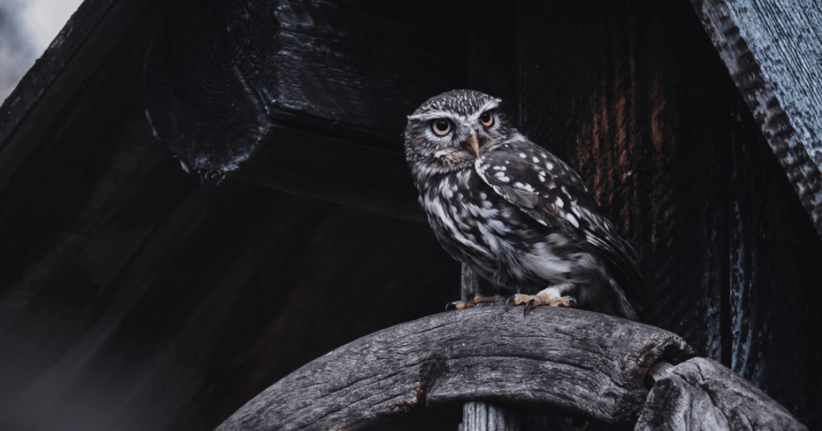 Cucuveaua, pasărea de temut din întreaga lume. Ce spun legenda şi ...