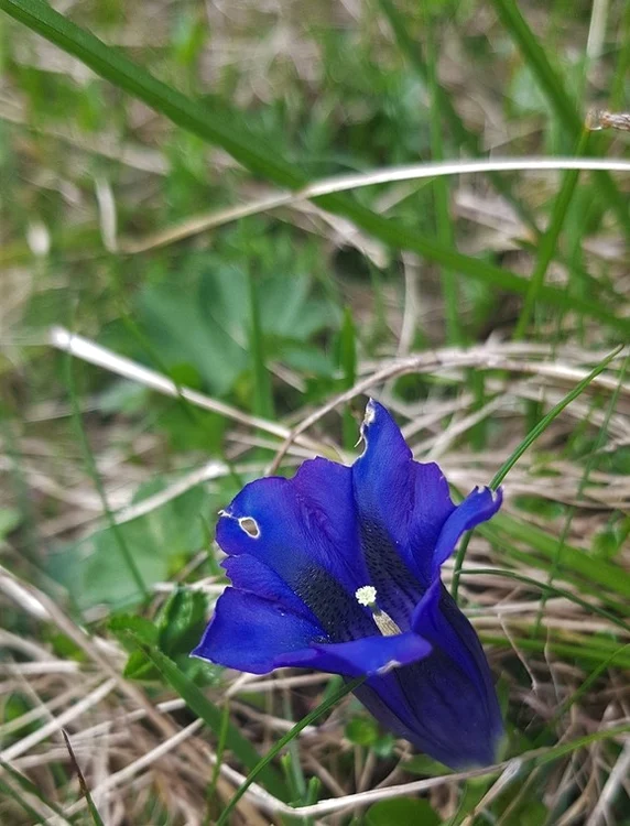 Imagini spectaculoase din Parcul Național Retezat. E zăpadă pe creste ...