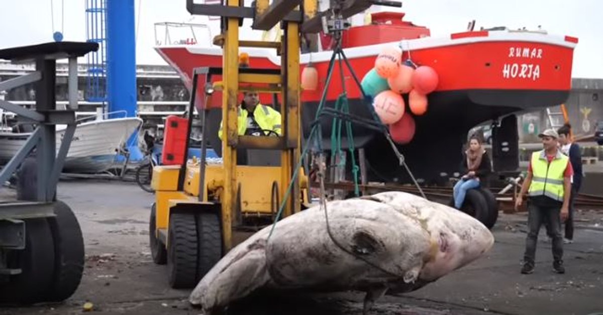 „Monstrul” găsit pe o plajă din Portugalia. Are 3 tone și e considerat ...