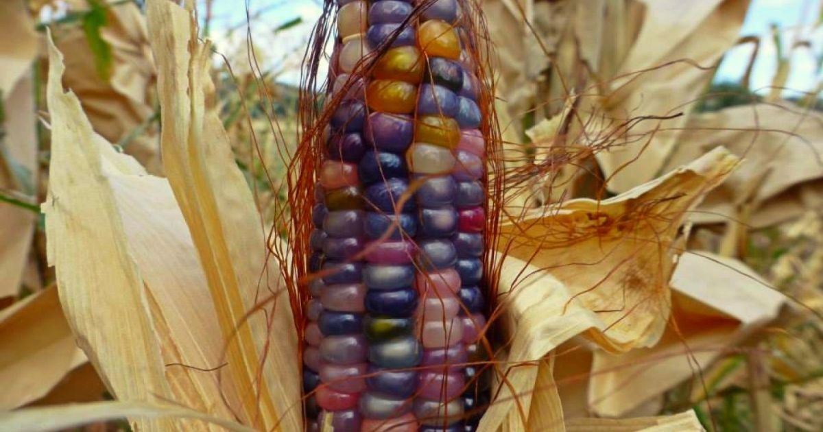 Cultivaţi-vă singuri porumbul curcubeu, cu boabe colorate | adevarul.ro