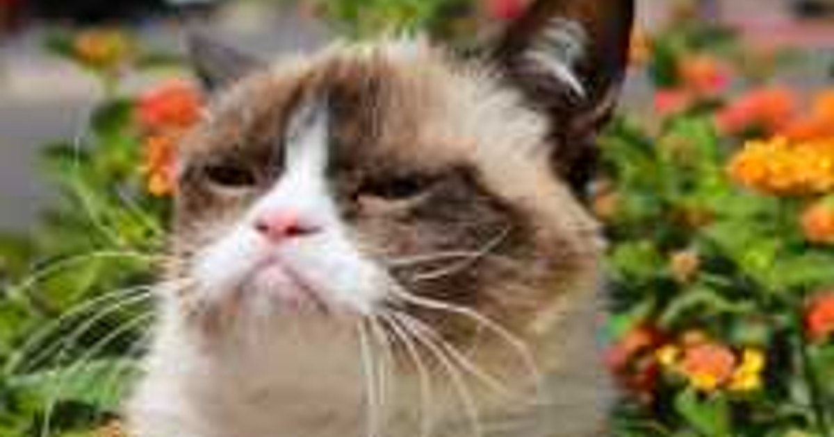 VIDEO Grumpy Cat (pisica morocănoasă) va fi vedetă de film la Hollywood ...