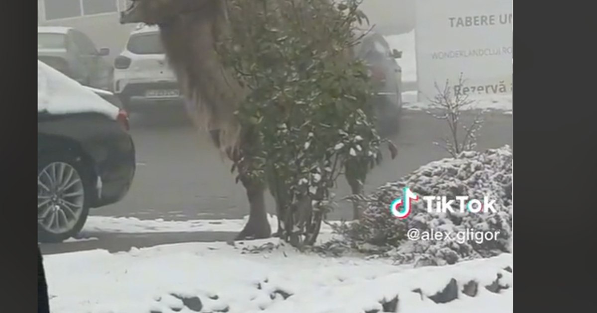 VIRAL: Cămilă filmată în Cluj, vedetă pe TikTok. „Am adus-o din Austria ...