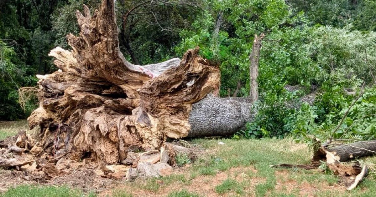 Frasinul secular din Cișmigiu, doborât de furtună. Glicina istorică, în ...