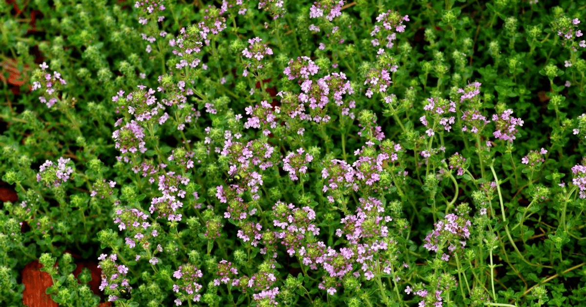 Beneficiile cimbrului. 4 boli în care condimentul e şi medicament