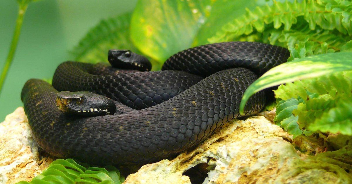 Semne că ai șerpi în curte. La ce metodă să apelezi pentru a sta ...