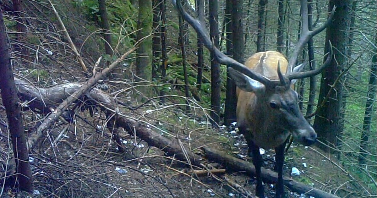 Imagini spectaculoase cu cerbii din Retezat. „Toamna răsună pădurile ...