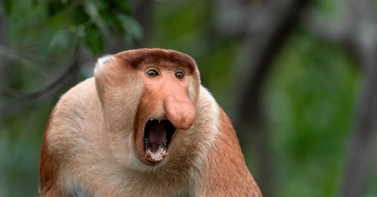 FOTO Cinci dintre cele mai urâte animale din lume