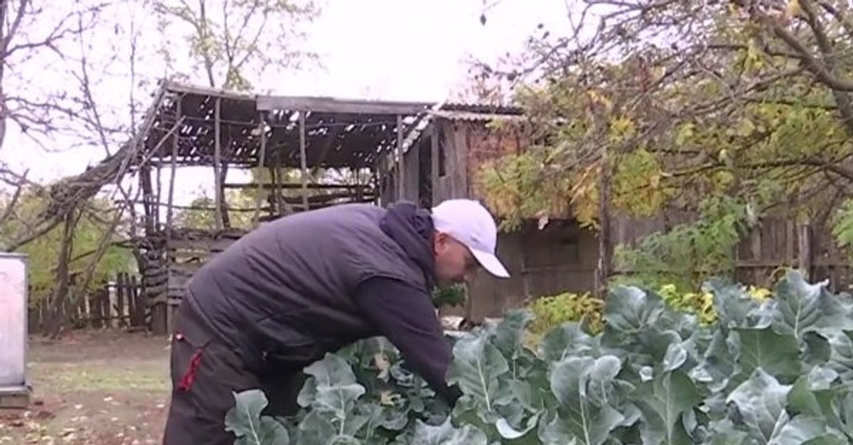 Singurul fermier din România care cultivă baby broccoli! Unde crește leguma