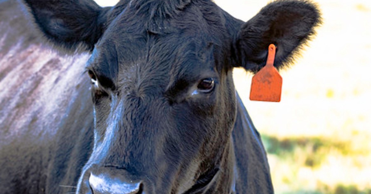 Hoția în România atinge noi culmi. Vaci Angus, furate cu o camionetă ...