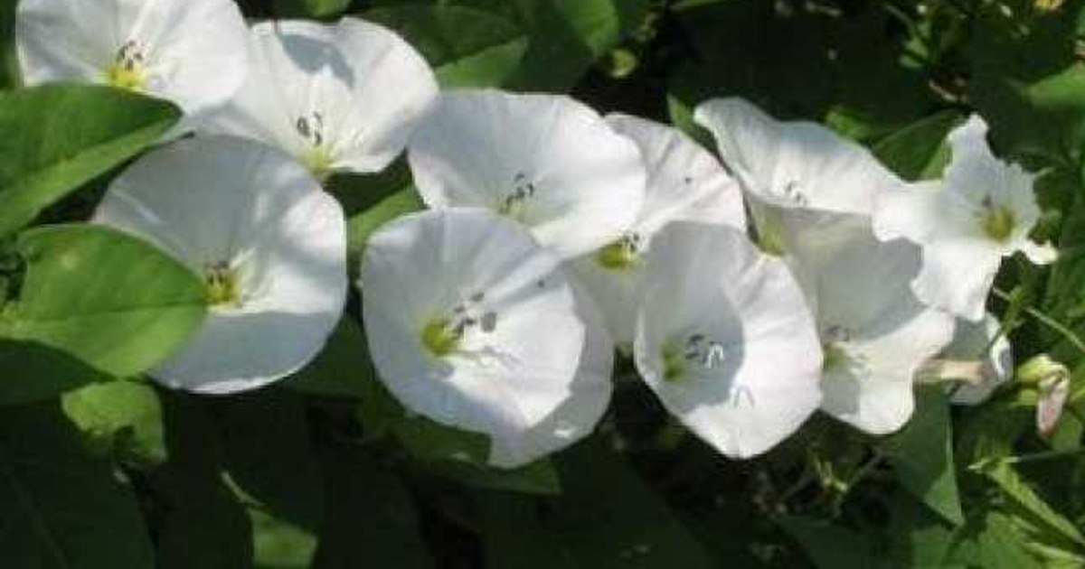 Rochiţa-rândunicii, buruiana frumoasă cu proprietăţi laxative nebănuite ...