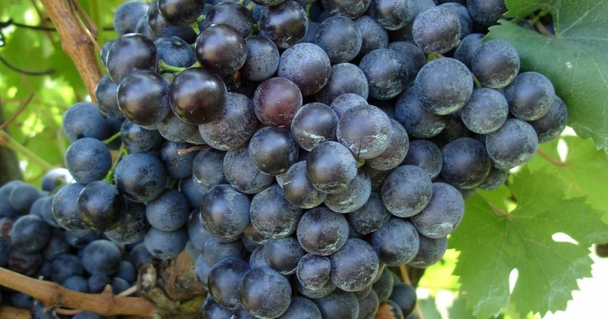 De ce sunt consideraţi strugurii „super-fructele“ toamnei. Beneficiile ...