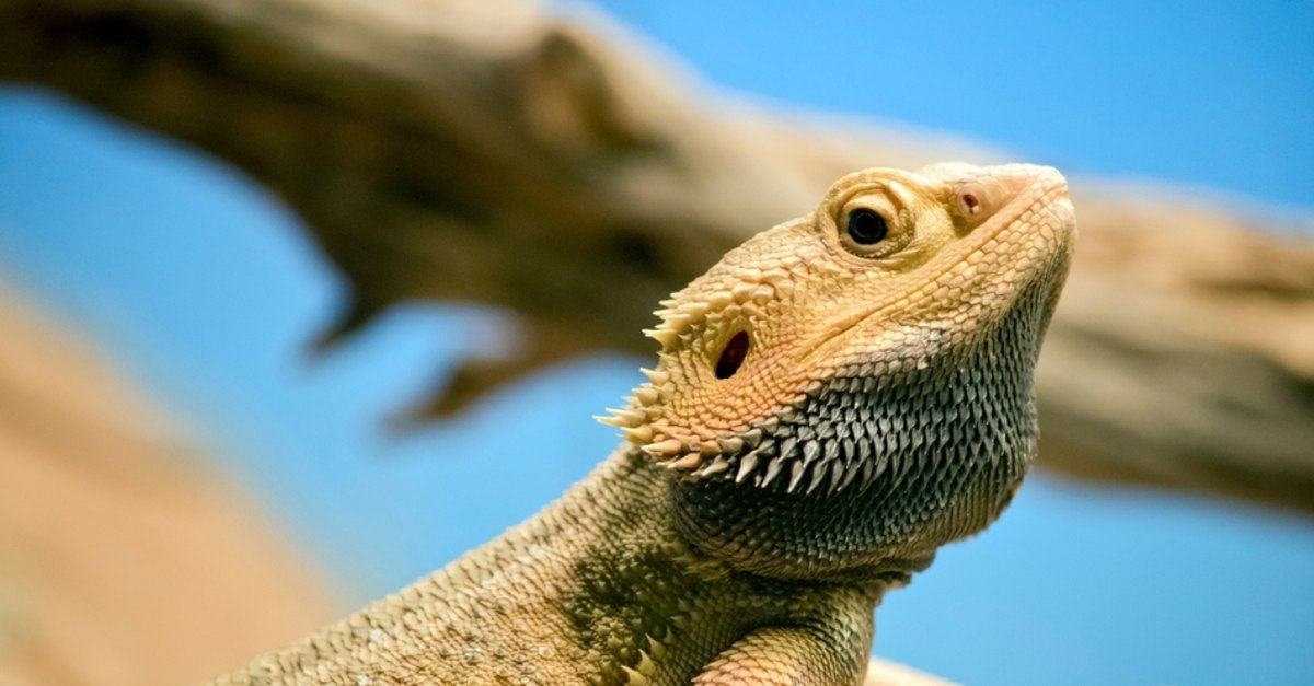 Reptile rare, expediate în România în cutii de biscuiți și pungi de ...