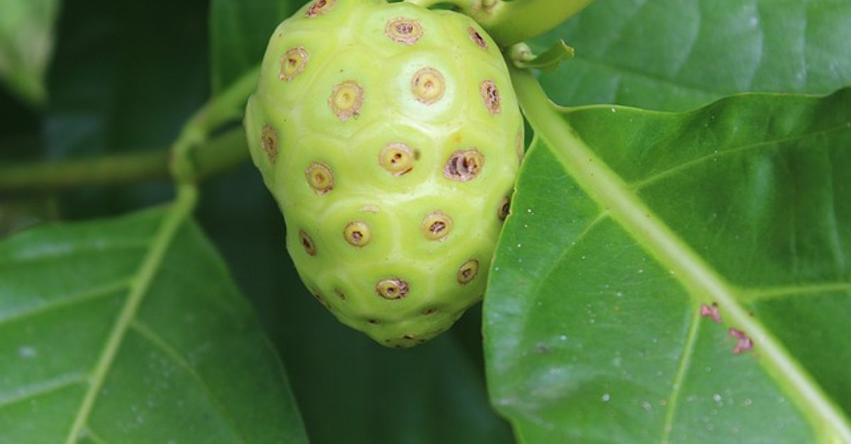 Noni, un fruct mai puțin cunoscut, tratează afecțiuni grave și crește ...