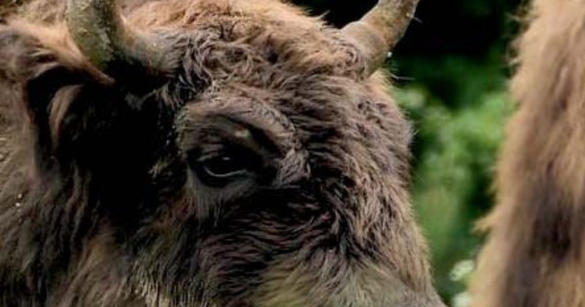 Primul bizon european dintr-o grădină zoologică din România, în ...