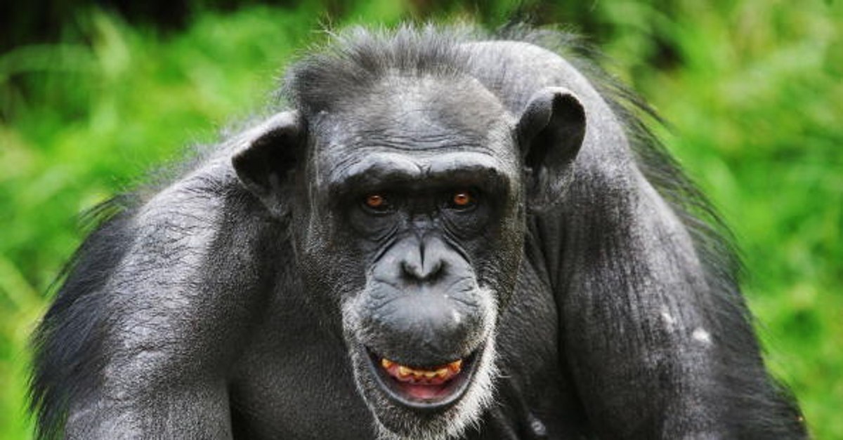 Descoperire epocală! Cimpanzeii par să creadă în existența unor zei