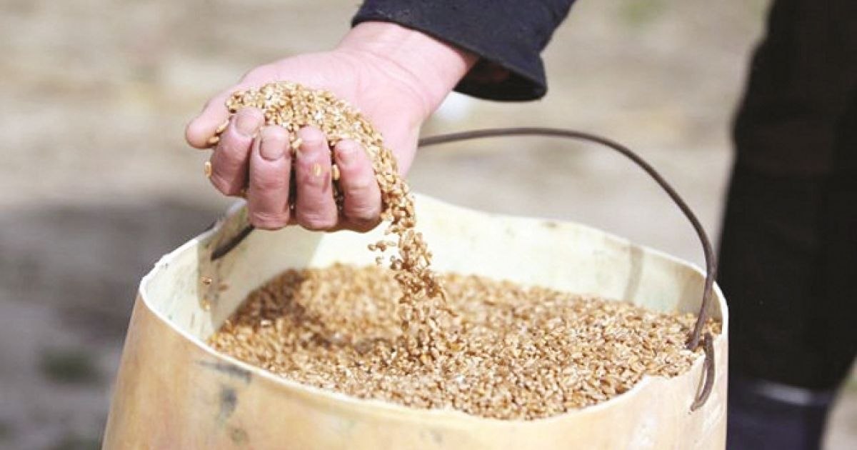 Livrarea de grâu românesc în Egipt este încă sub incertitudine ...