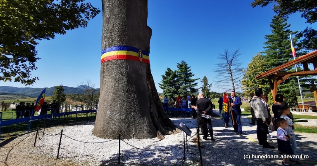 Gorunul lui Horea, arborele legendar împietrit. Cum a fost ținut în ...
