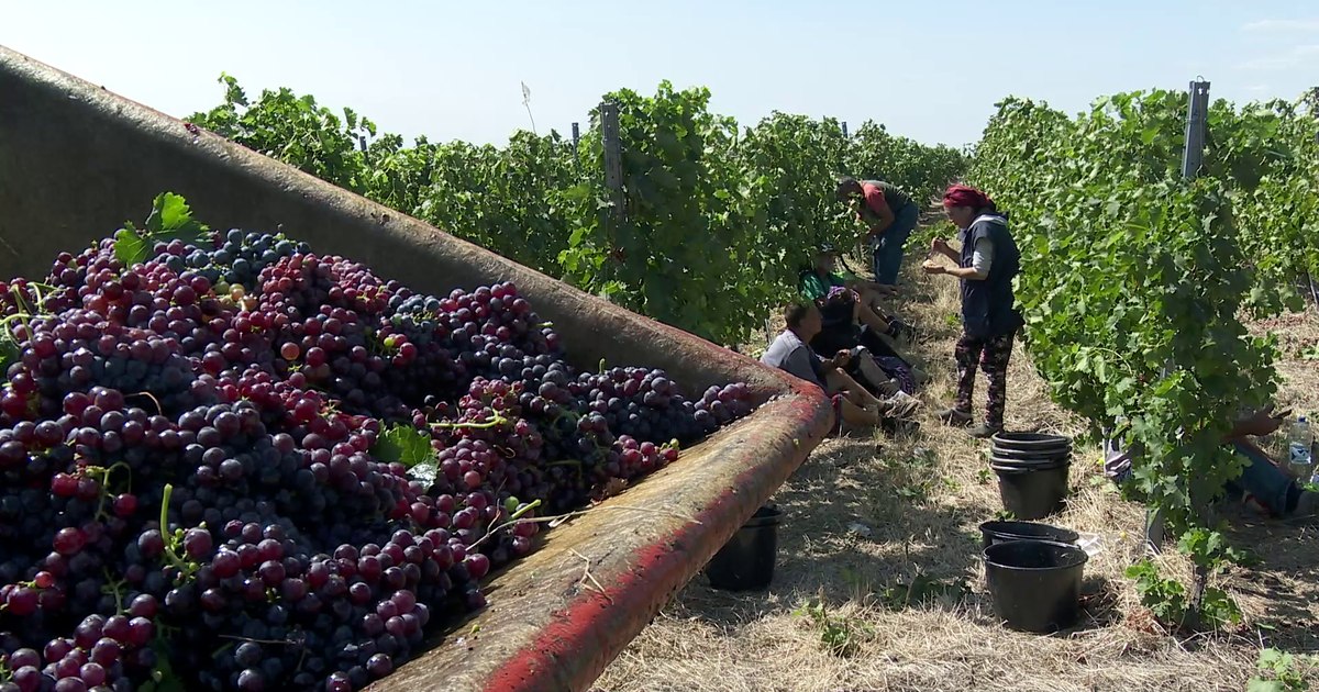 A început culesul strugurilor în faimoasa podgorie Pietroasele ...