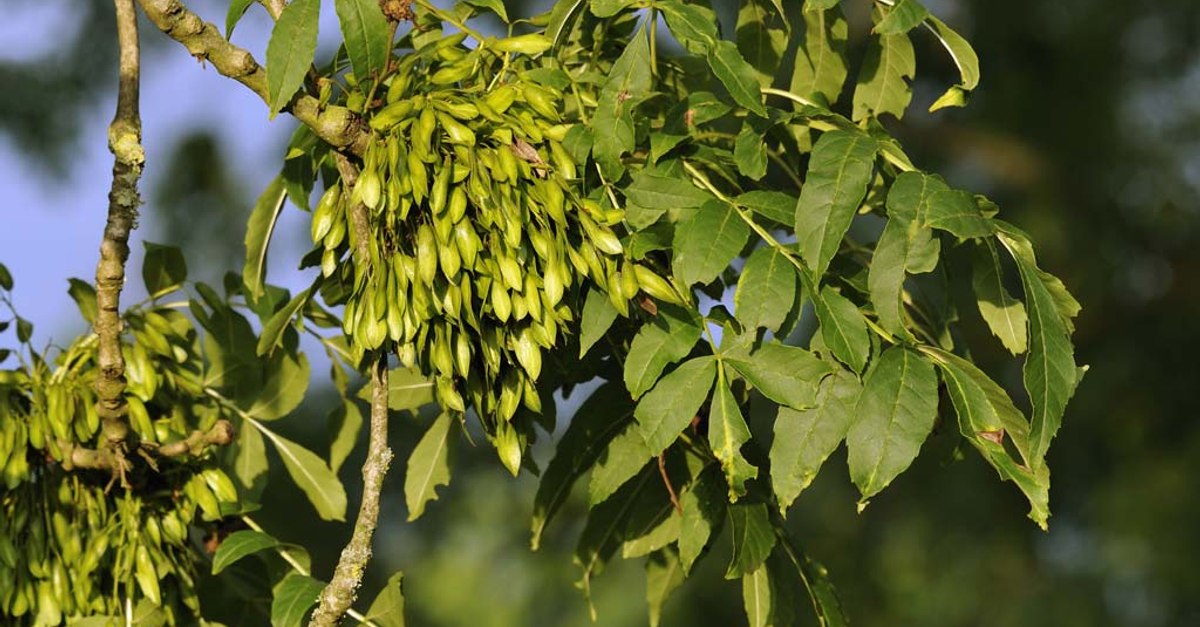 Cum îţi ajută frasinul organismul