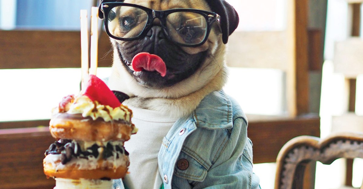 Homer, cel mai pofticios cățel