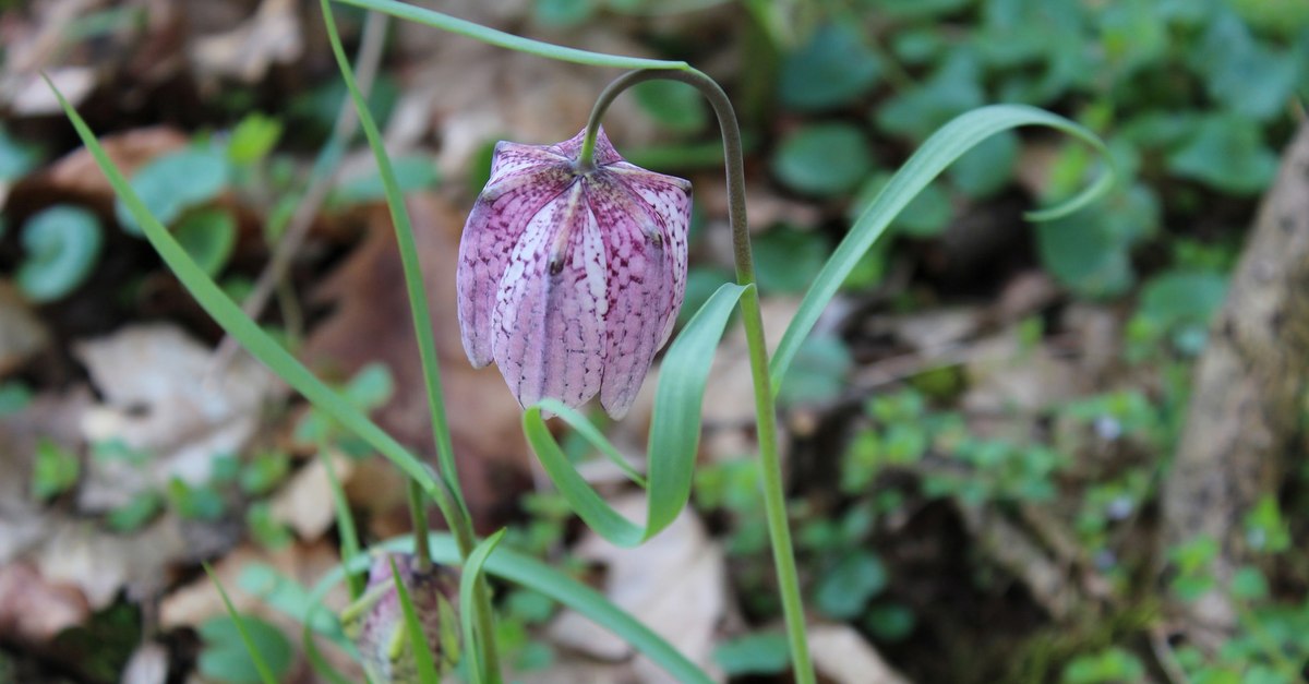Unde poți găsi una dintre cele mai rare și frumoase flori din România ...