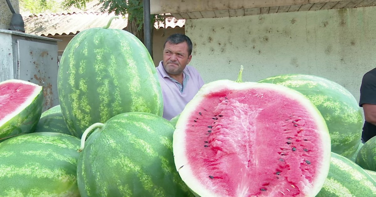 Cultivatorii îşi ies din pepeni. Sunt aduşi la sapă de lemn, tocmai de ...