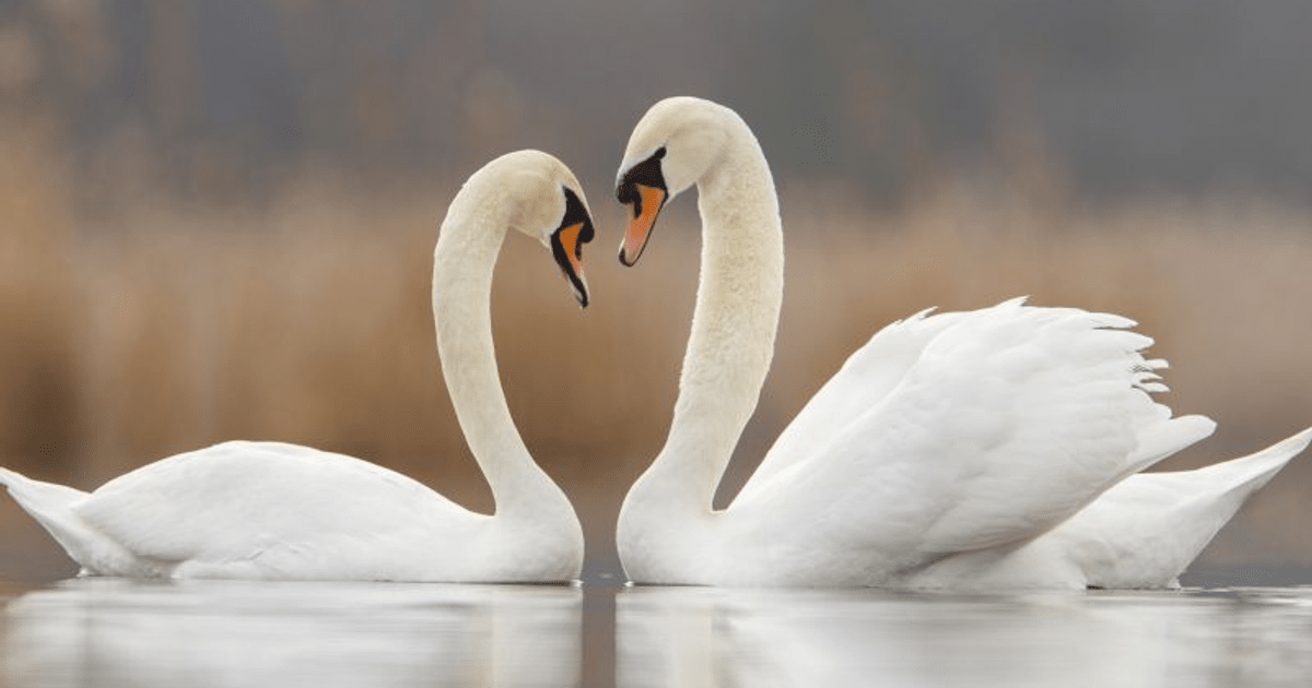 Specii de animale ce formează cupluri pe viaţă