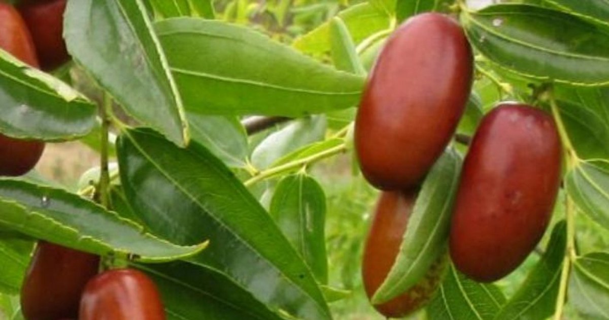 Fructul chinezesc care are de zece ori mai multă vitamina C decât ...