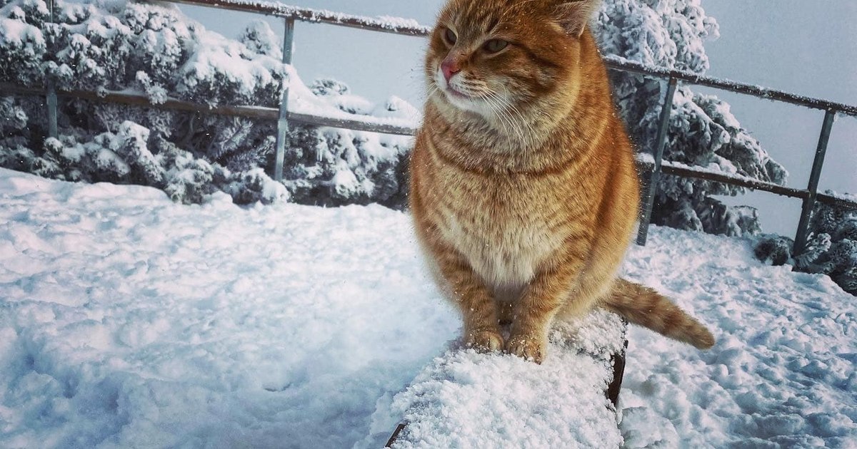 Motanul-vedetă de pe Muntele Ceahlău. Portocală cutreieră cabanele la 2 ...