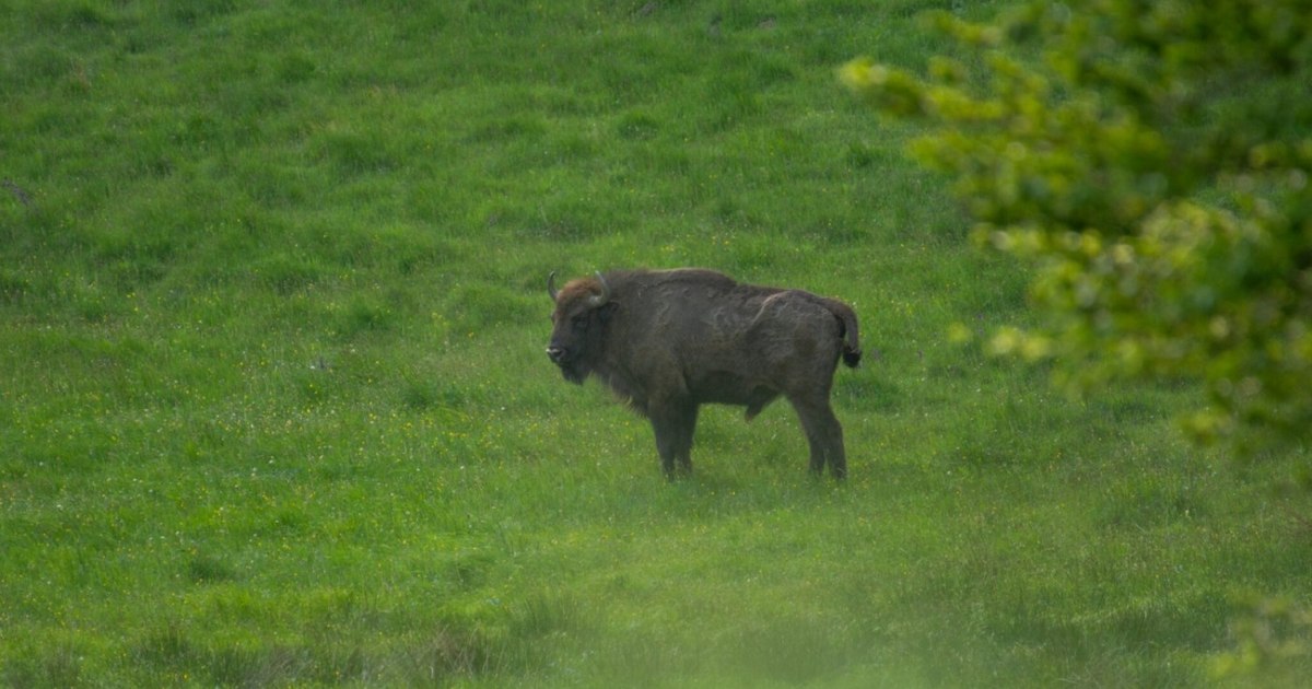 Pui de zimbri, eliberaţi în Munţii Făgăraş. Câţi viţei sălbatici sunt ...