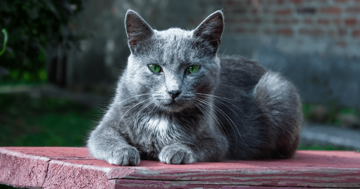 Acestea sunt cele mai frumoase pisici din lume! Felinele care seamănă cu gherparzi